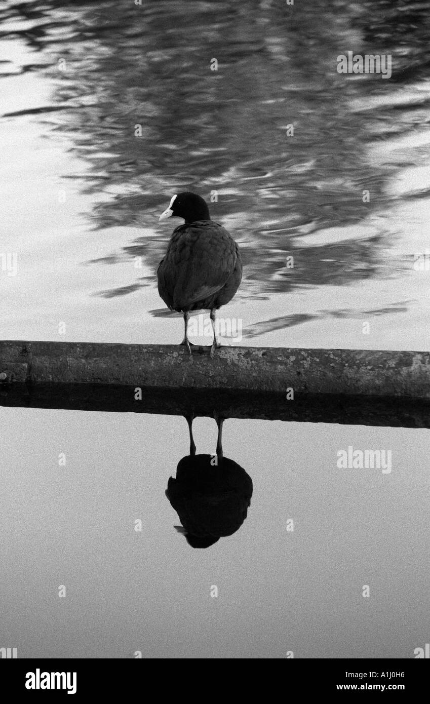 Bird water Black and White Stock Photos & Images - Alamy