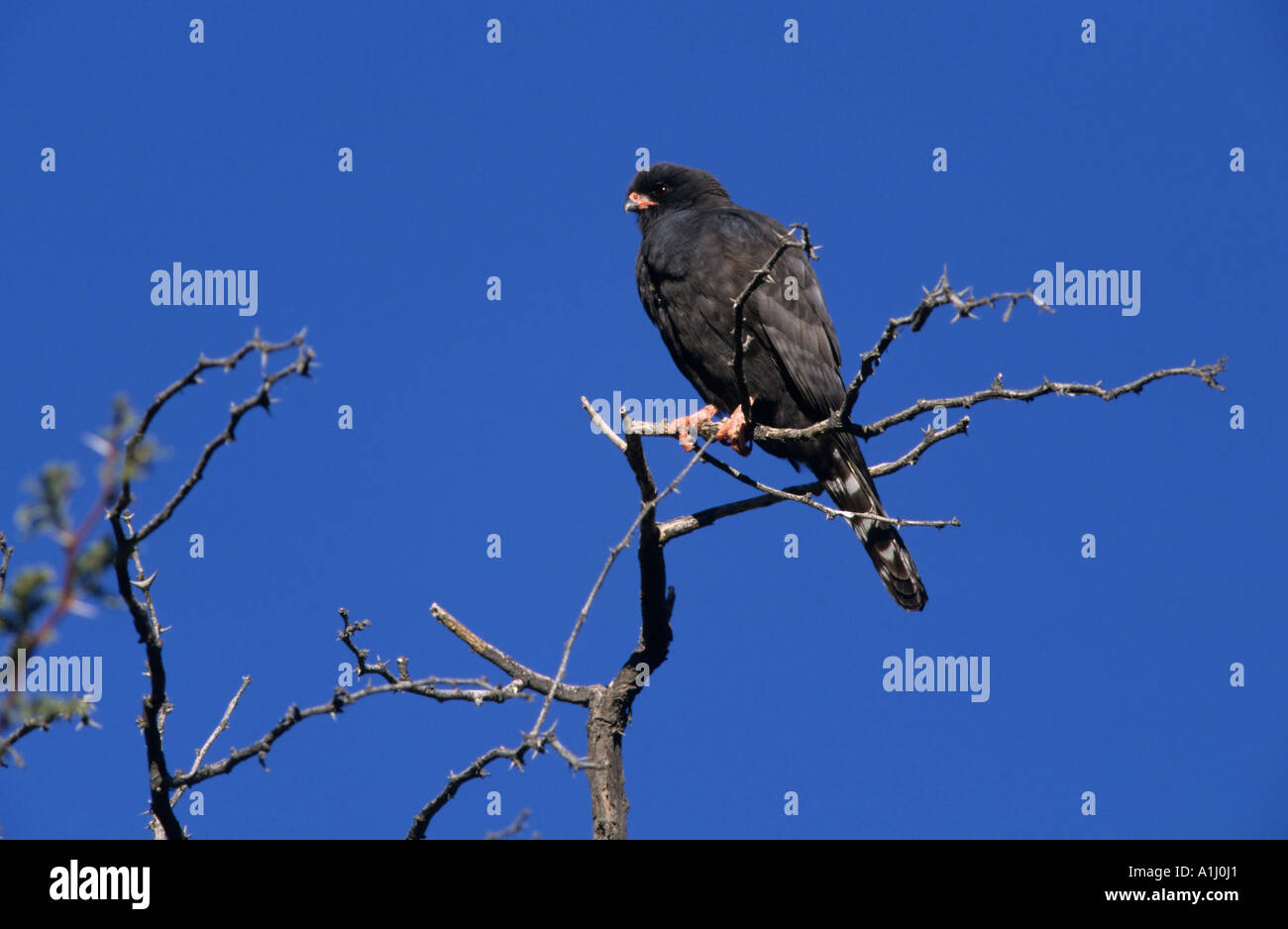 Gabar High Resolution Stock Photography and Images - Alamy