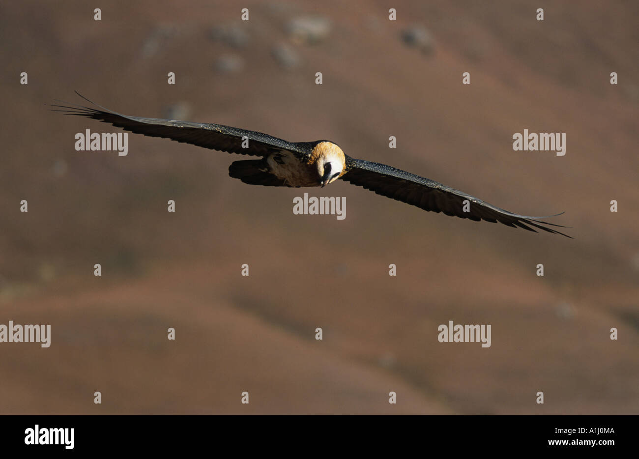 Bearded Giant Stock Photos & Bearded Giant Stock Images - Alamy