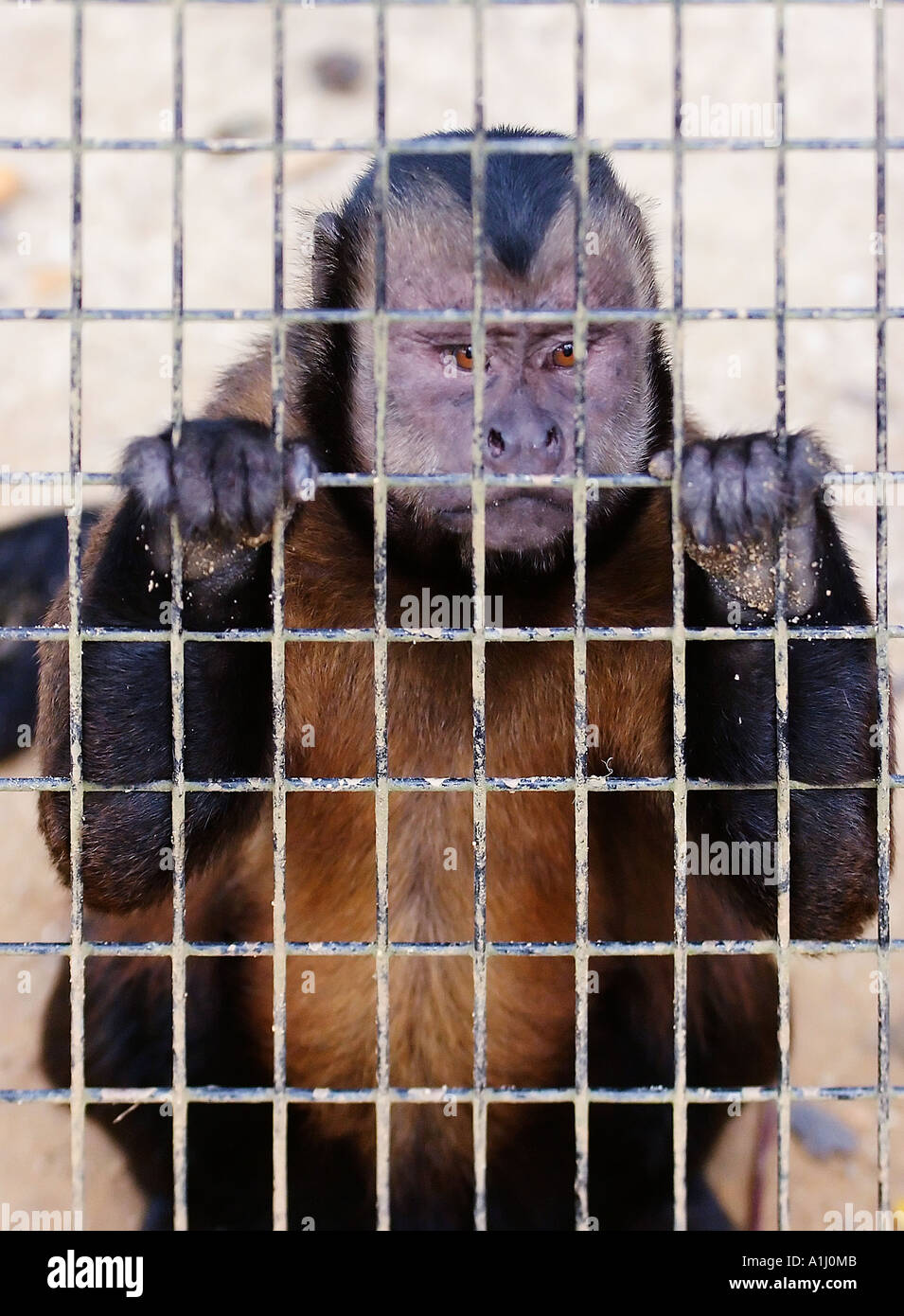 Monkey behind bars Stock Photo - Alamy