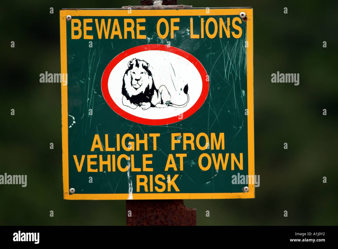 Beware of lions hi-res stock photography and images - Alamy