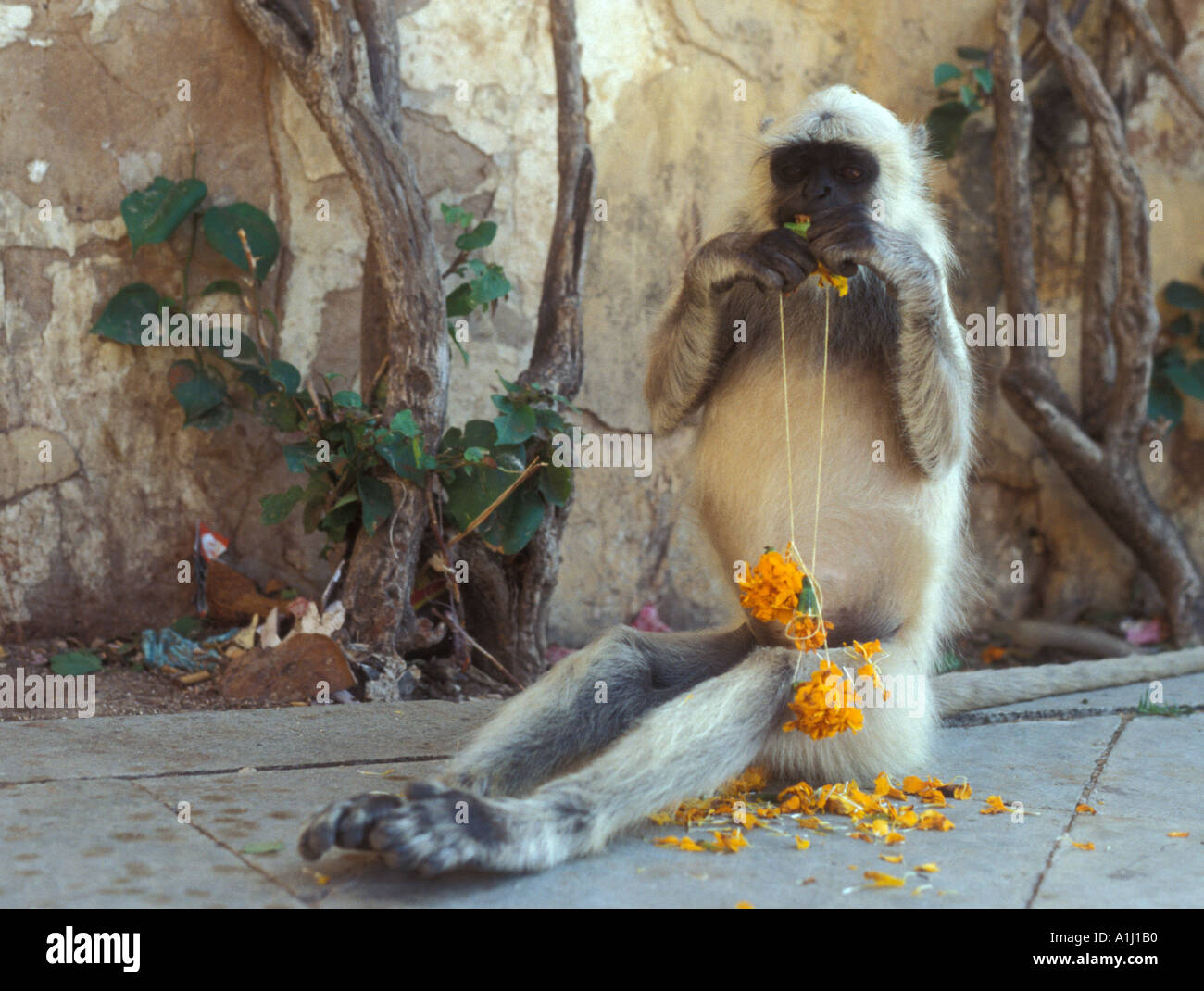 Monkeys flower flowers garland hi-res stock photography and images - Alamy
