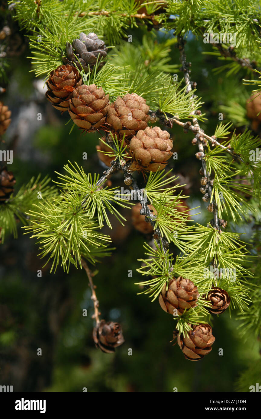 Larch with cones on Baikal Lake in Siberia, Russia Stock Photo - Alamy