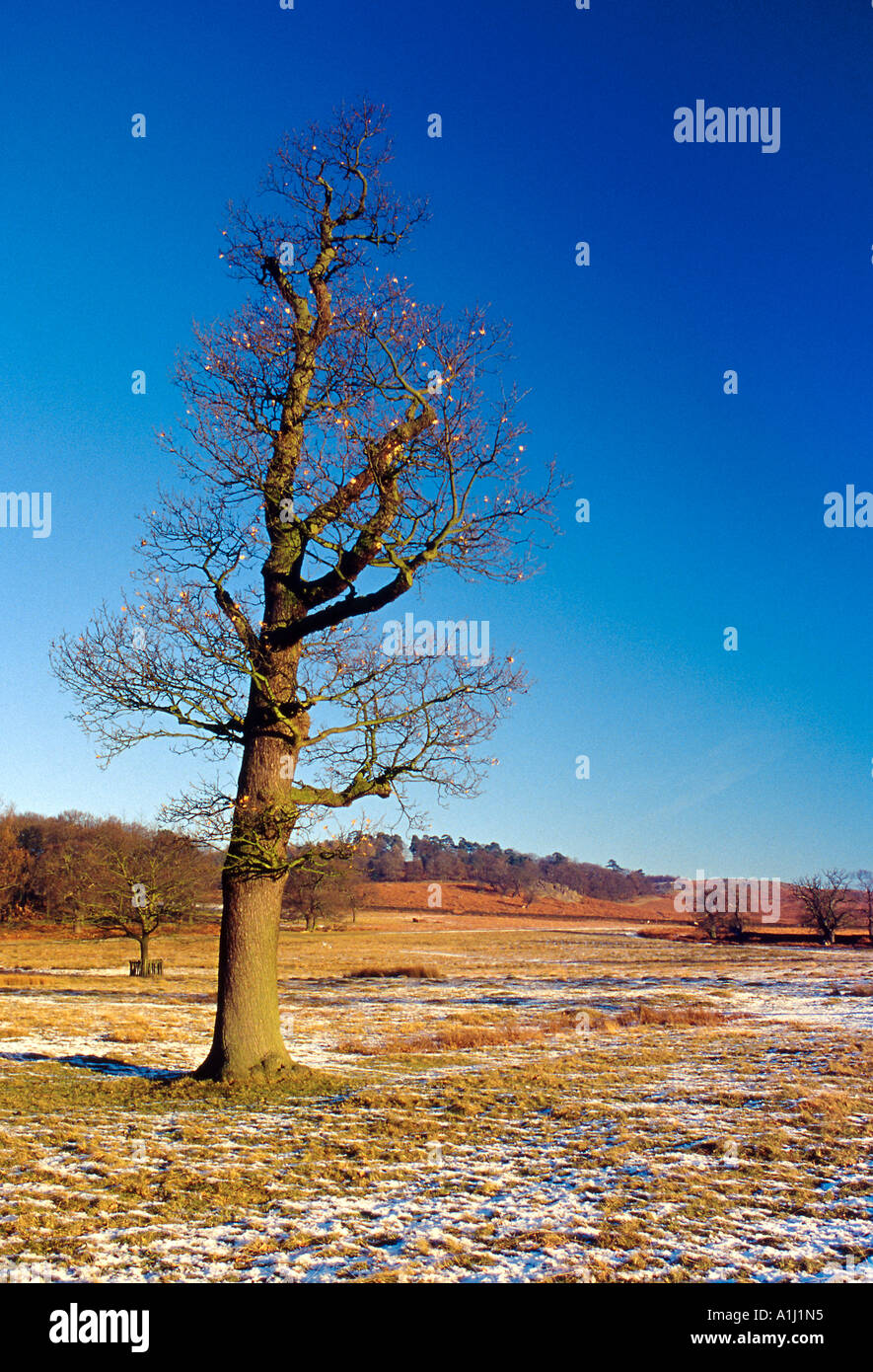 Tree in winter Stock Photo - Alamy