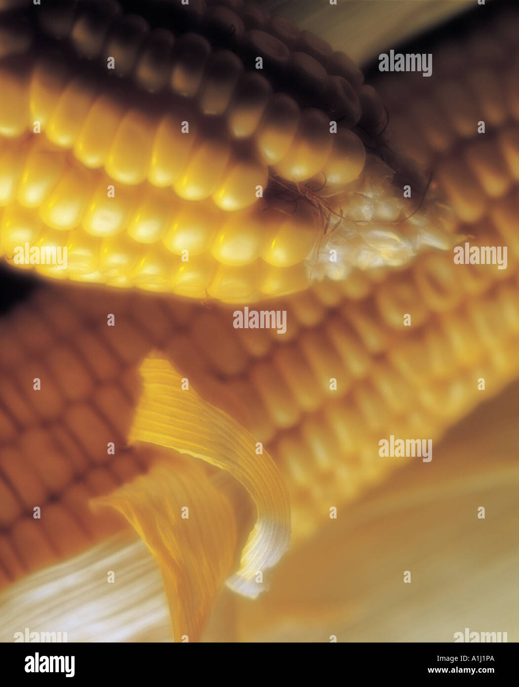 Maize golden Corn Makki or Makai Stock Photo - Alamy