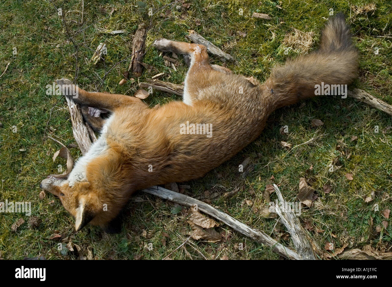 dead fox lying on the grass Stock Photo - Alamy