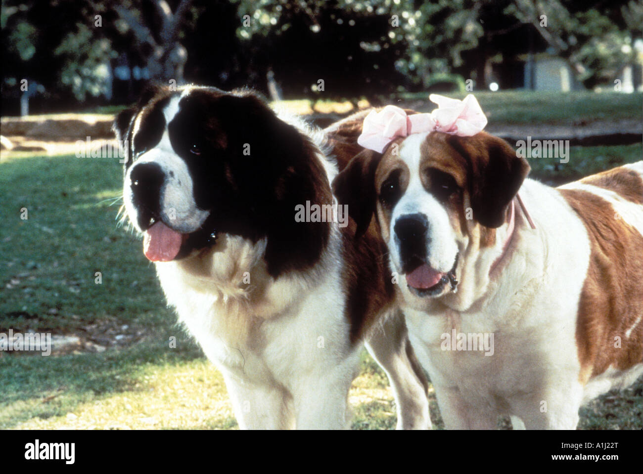 Beethoven dog hi-res stock photography and images - Alamy