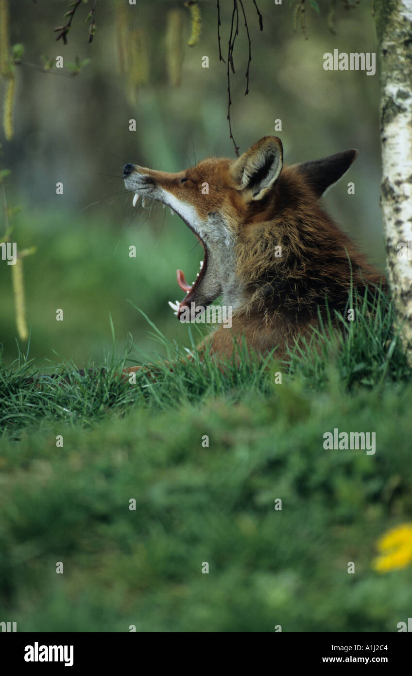 Silver fox profile hi-res stock photography and images - Alamy
