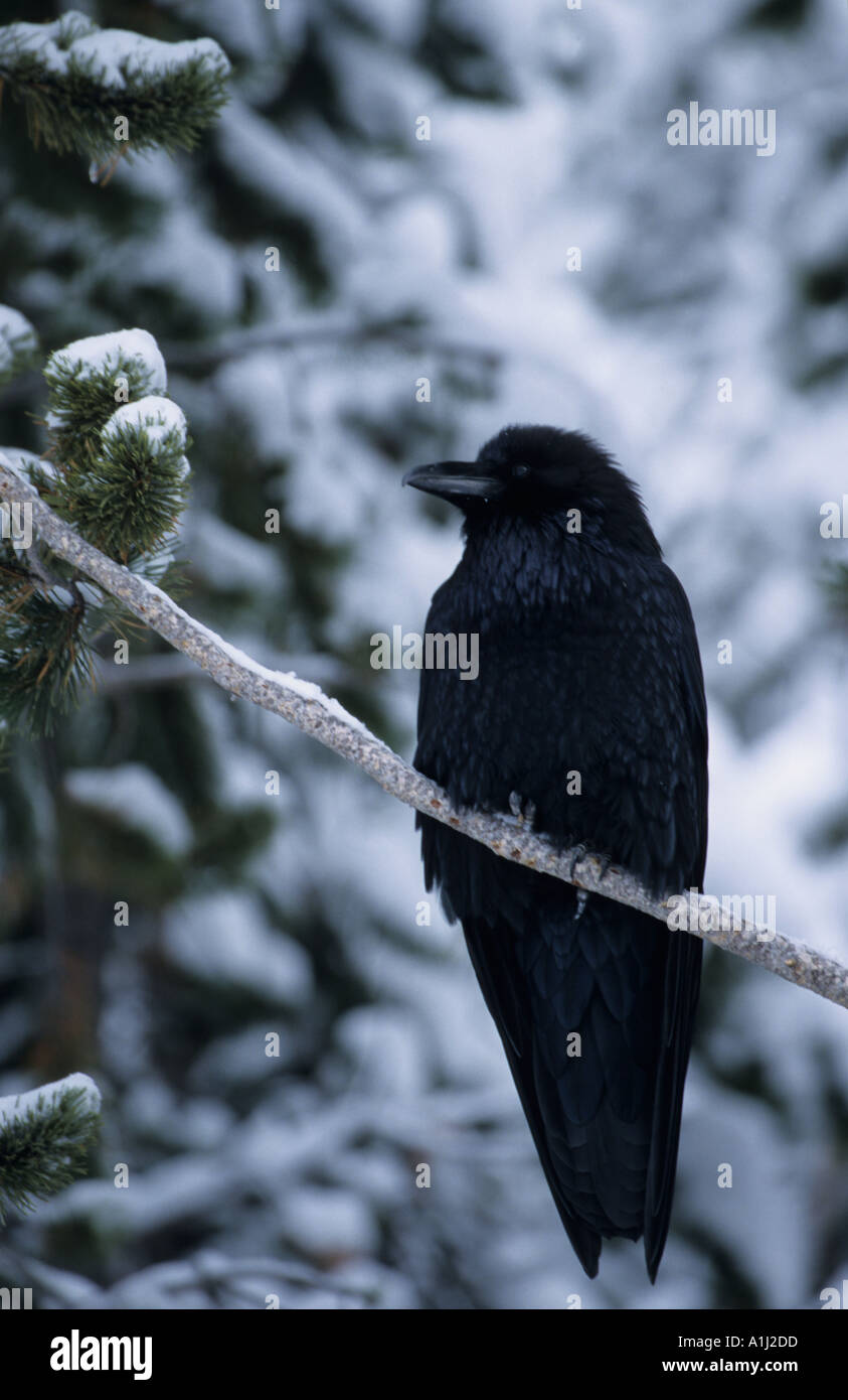 Curvus hi-res stock photography and images - Alamy