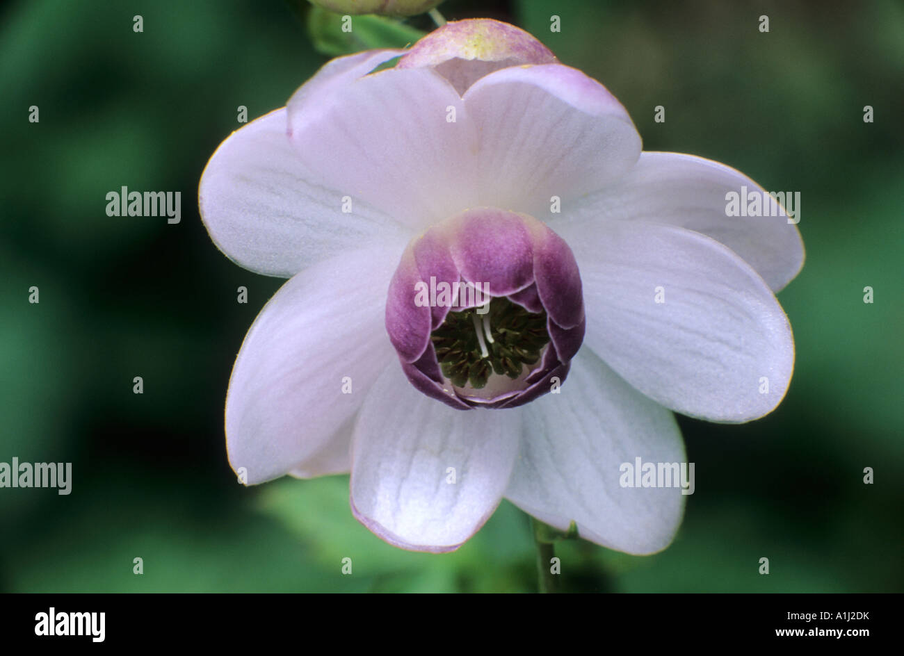 Anemonopsis macrophylla hi-res stock photography and images - Alamy