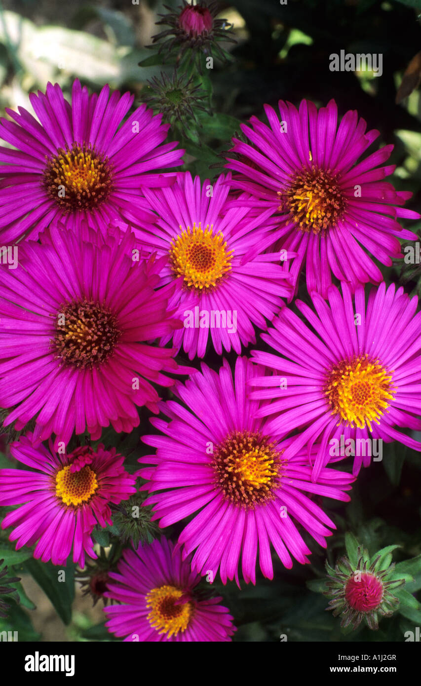Aster novae angliae Septemberrubin syn September Ruby Stock Photo - Alamy