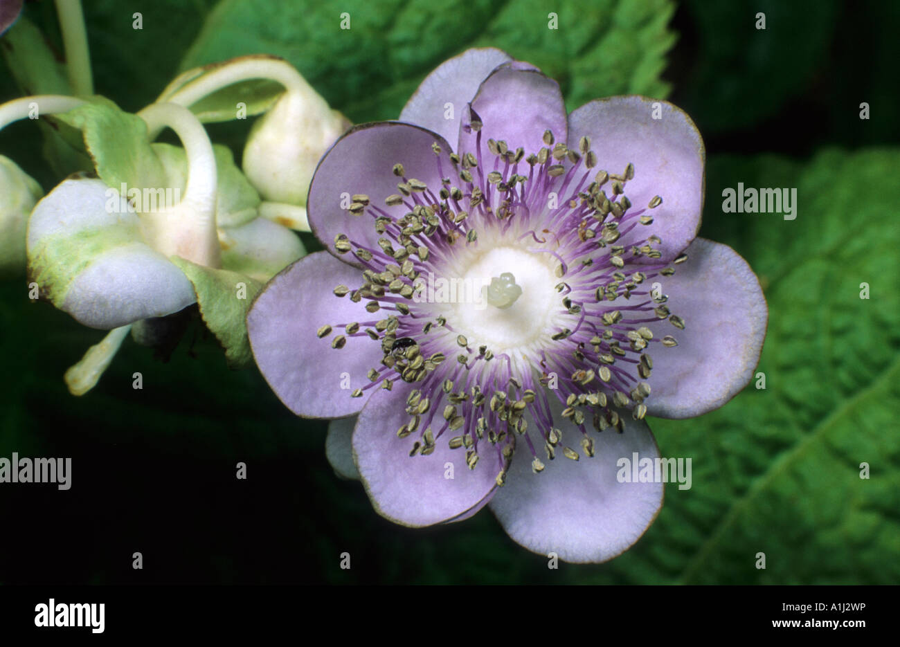 Deinanthe hi-res stock photography and images - Alamy