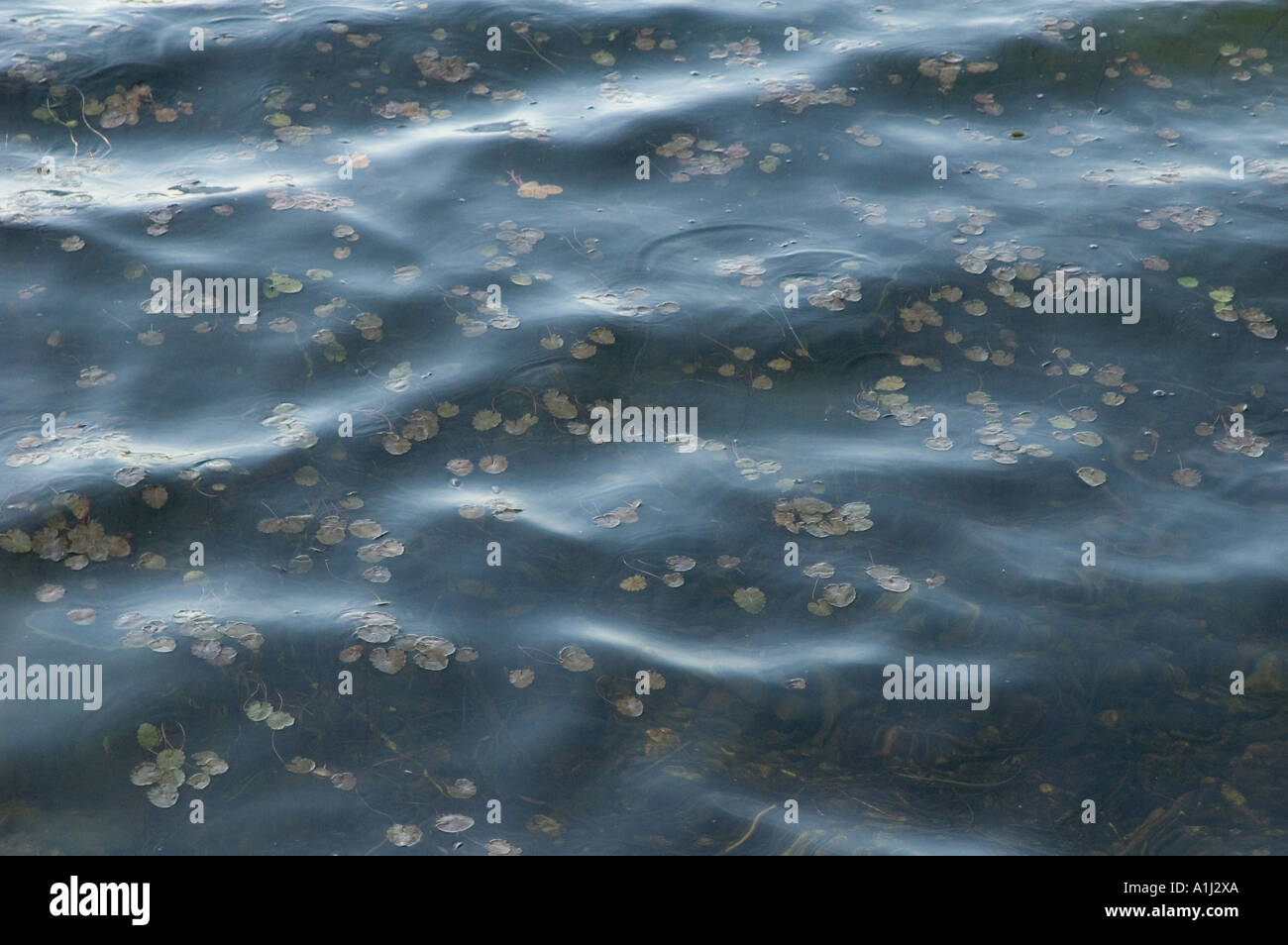calm ripples in water Stock Photo - Alamy