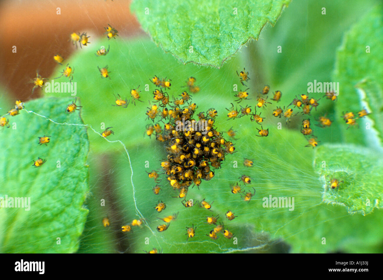 Garden Spider money spiderlings dispersed insects web leaf Stock Photo ...