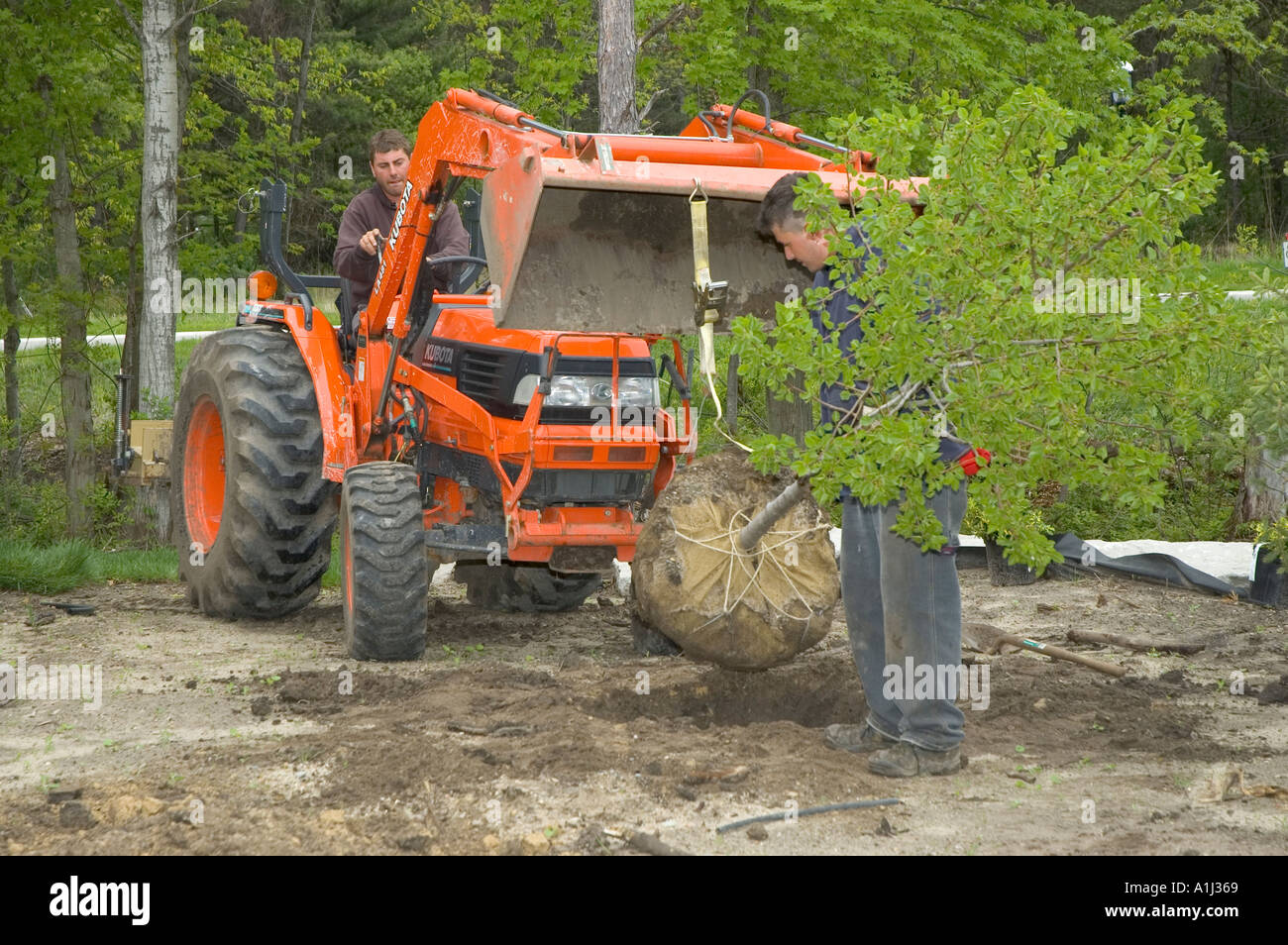 Landscaping workers plant trees and flowers at a new residential home ...
