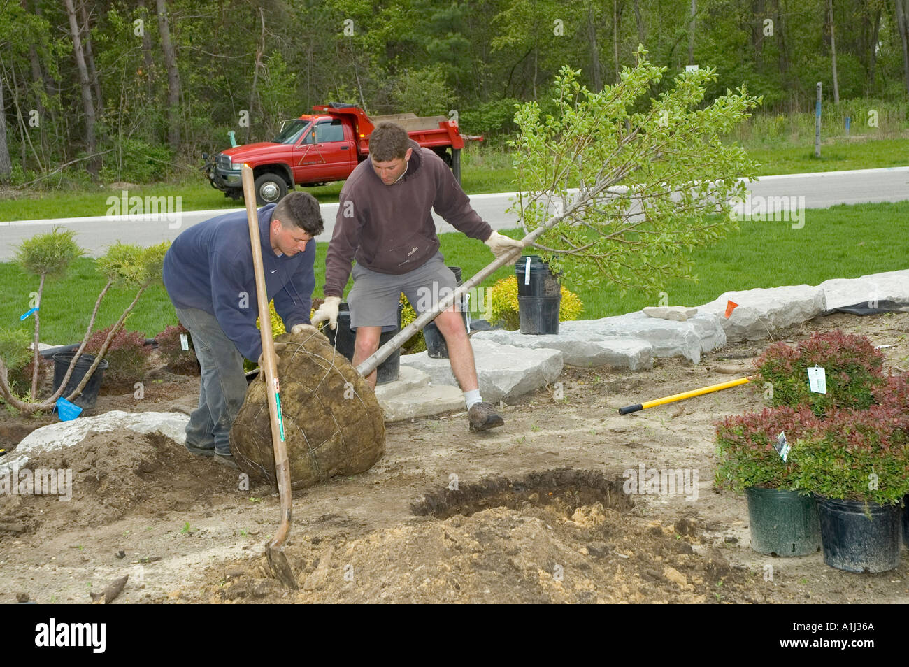 Landscaping workers plant trees and flowers at a new residential home ...