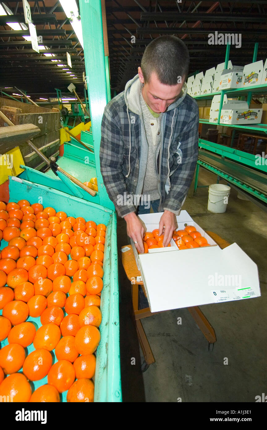 Agricultural Orange Lemon Grapefruit and Citrus groves at Sarasota ...