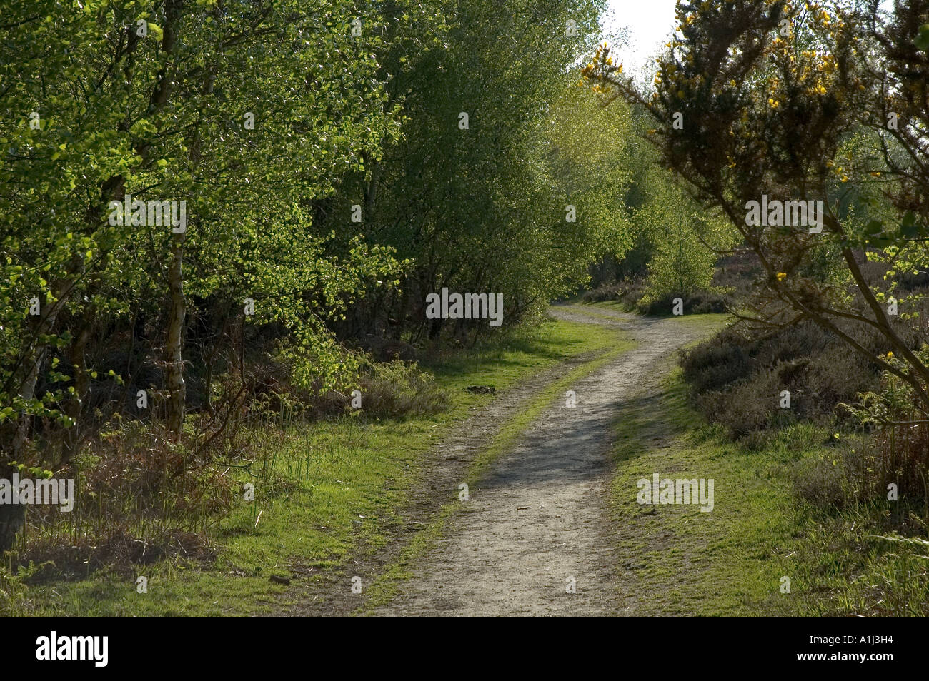 path through bright green leaves on trees in forest early summer Stock ...