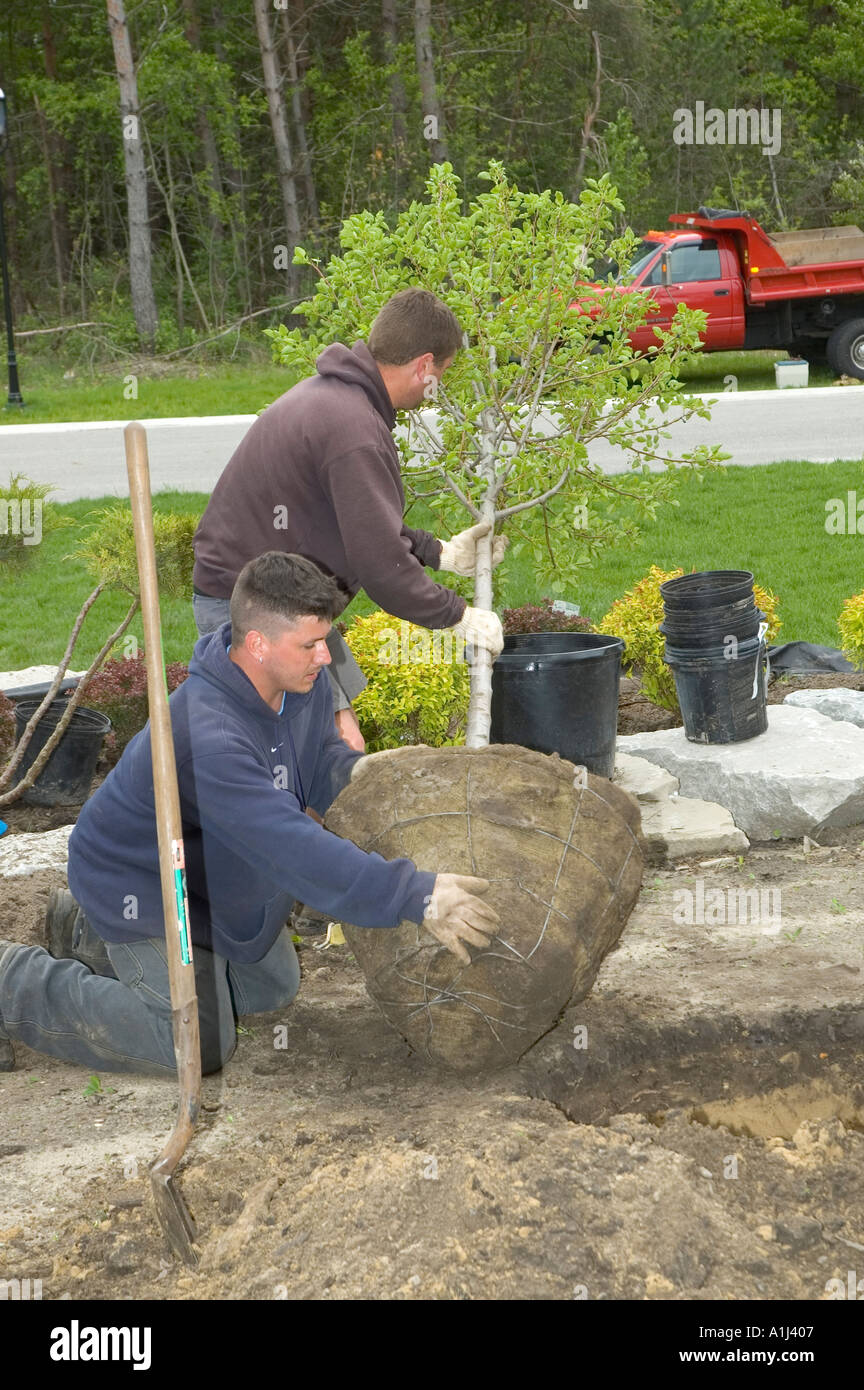 Landscaping workers plant trees and flowers at a new residential home ...