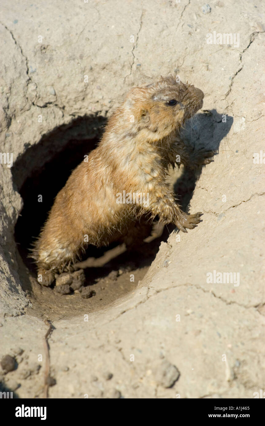 Prairie Dogs on display at the Detroit Zoo Stock Photo - Alamy