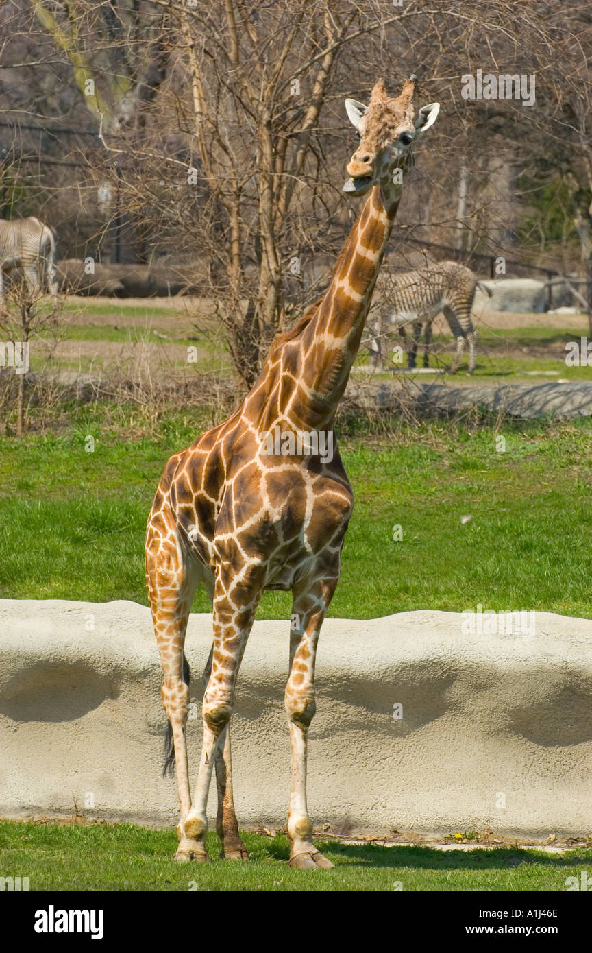 Giraffe on display at the Detroit Michigan Zoo Stock Photo - Alamy