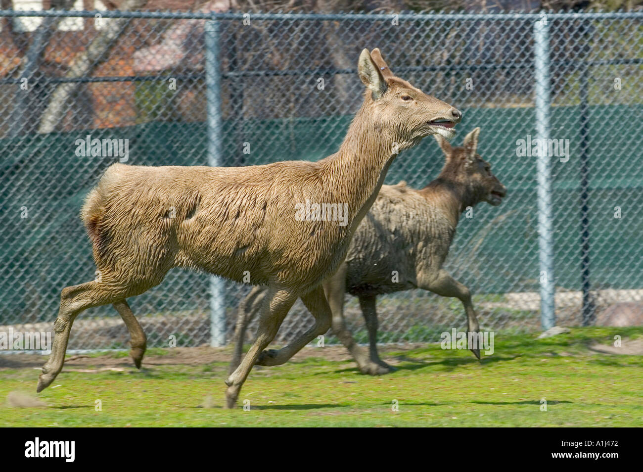 Detroit zoo deer hi-res stock photography and images - Alamy