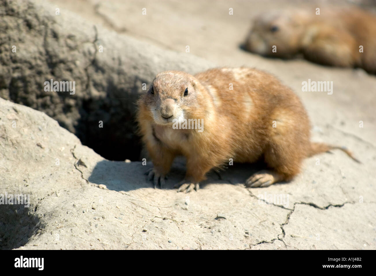 Prairie Dogs on display at the Detroit Zoo Stock Photo - Alamy