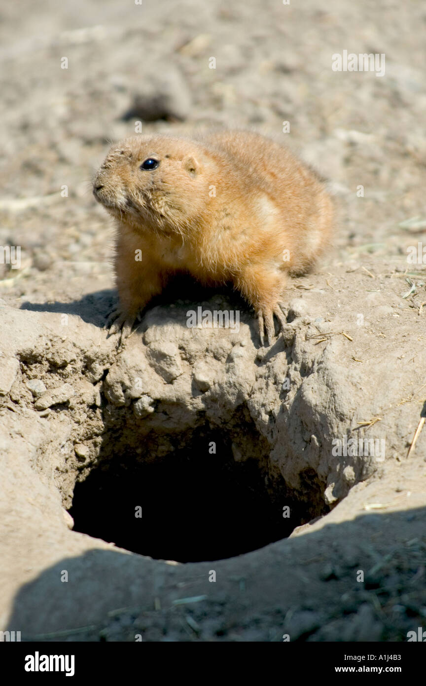 Prairie Animals Homes Prairie Dog Wikipedia