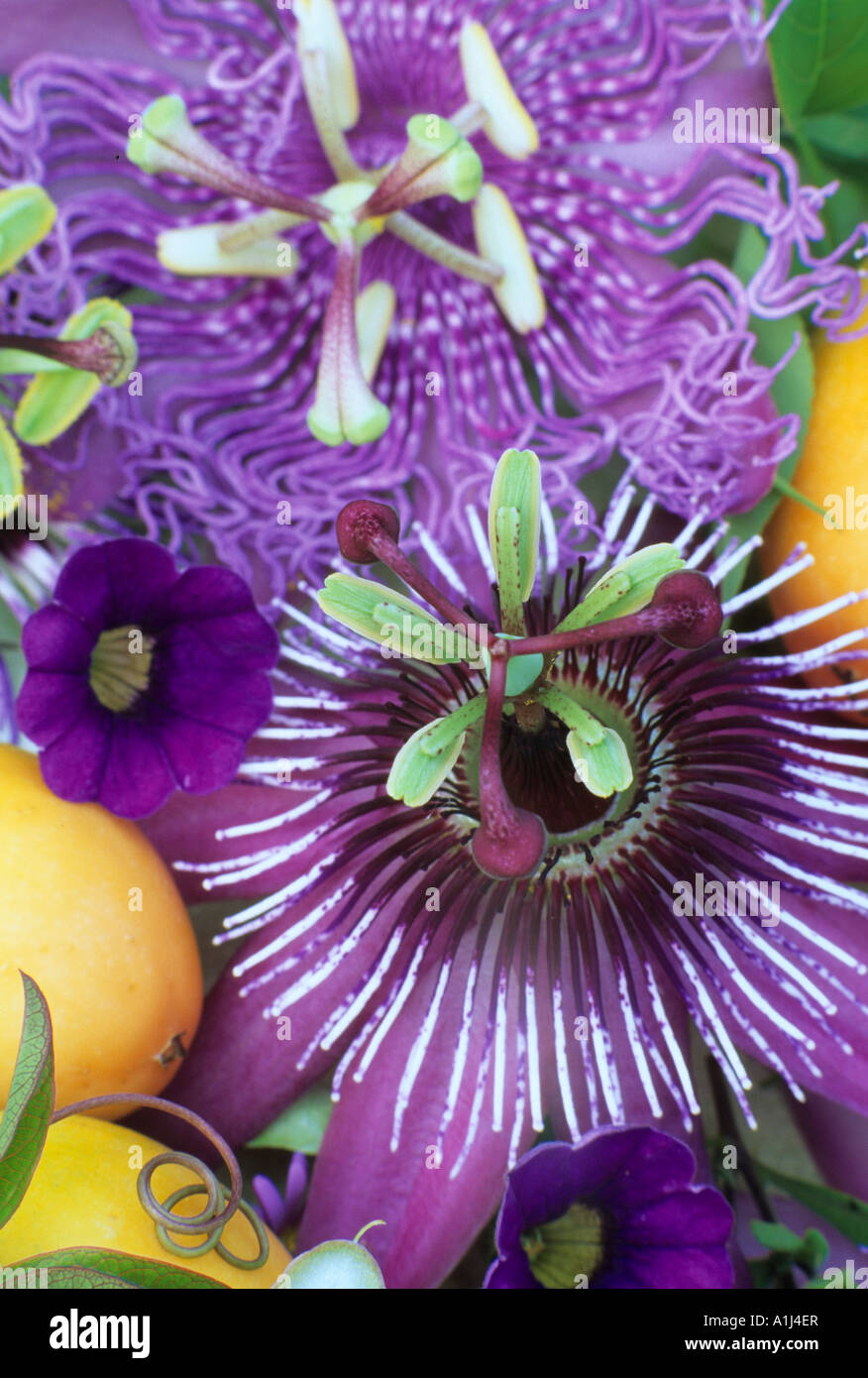 Passiflora flower heads still life Stock Photo - Alamy