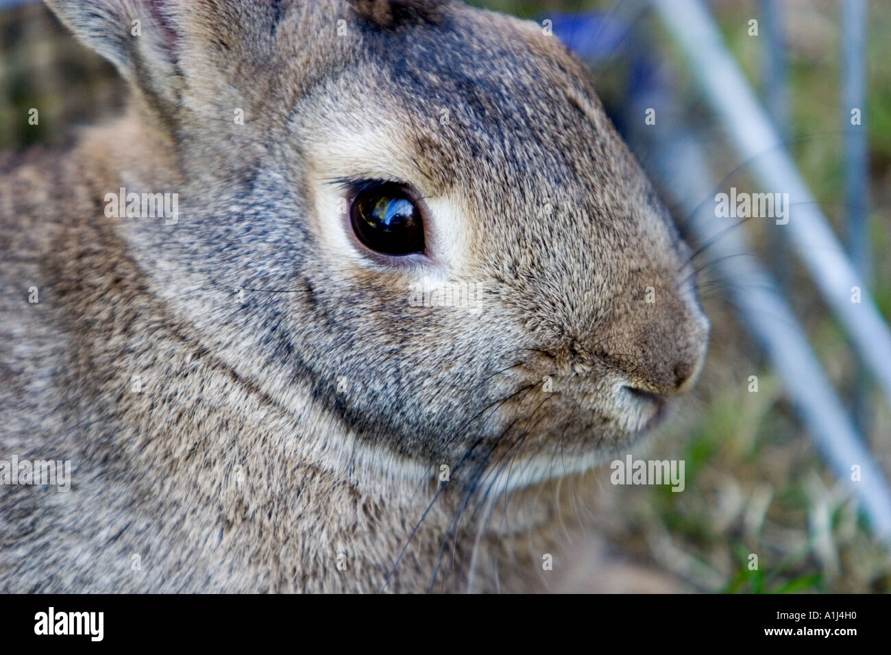 Domestic Pet Rabbit Stock Photo - Alamy