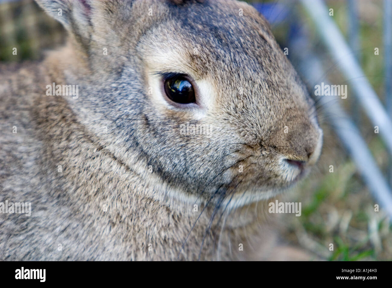 Rabbit teeth oryctolagus cuniculus hi-res stock photography and images ...