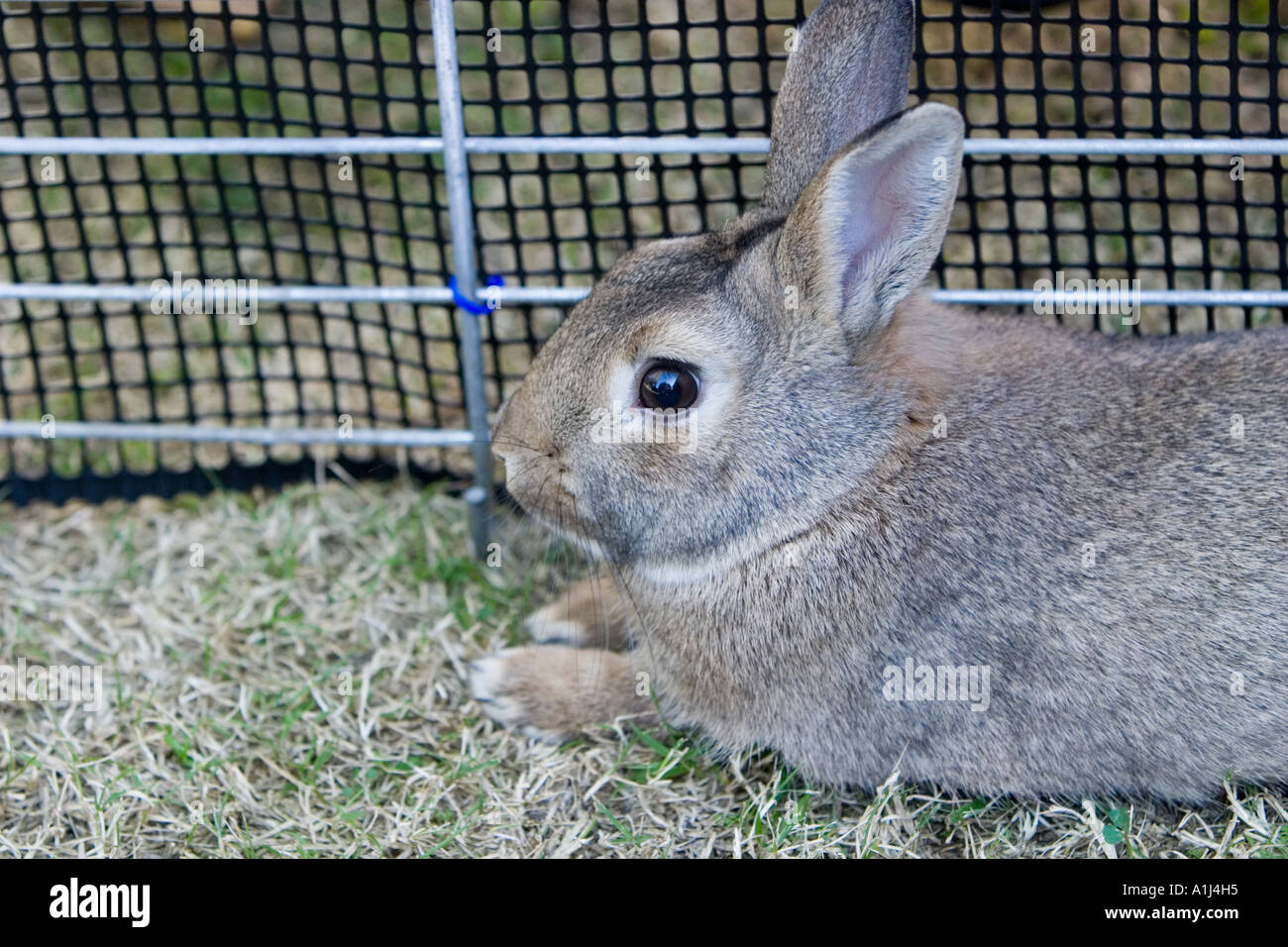 Domestic Pet Rabbit Stock Photo - Alamy