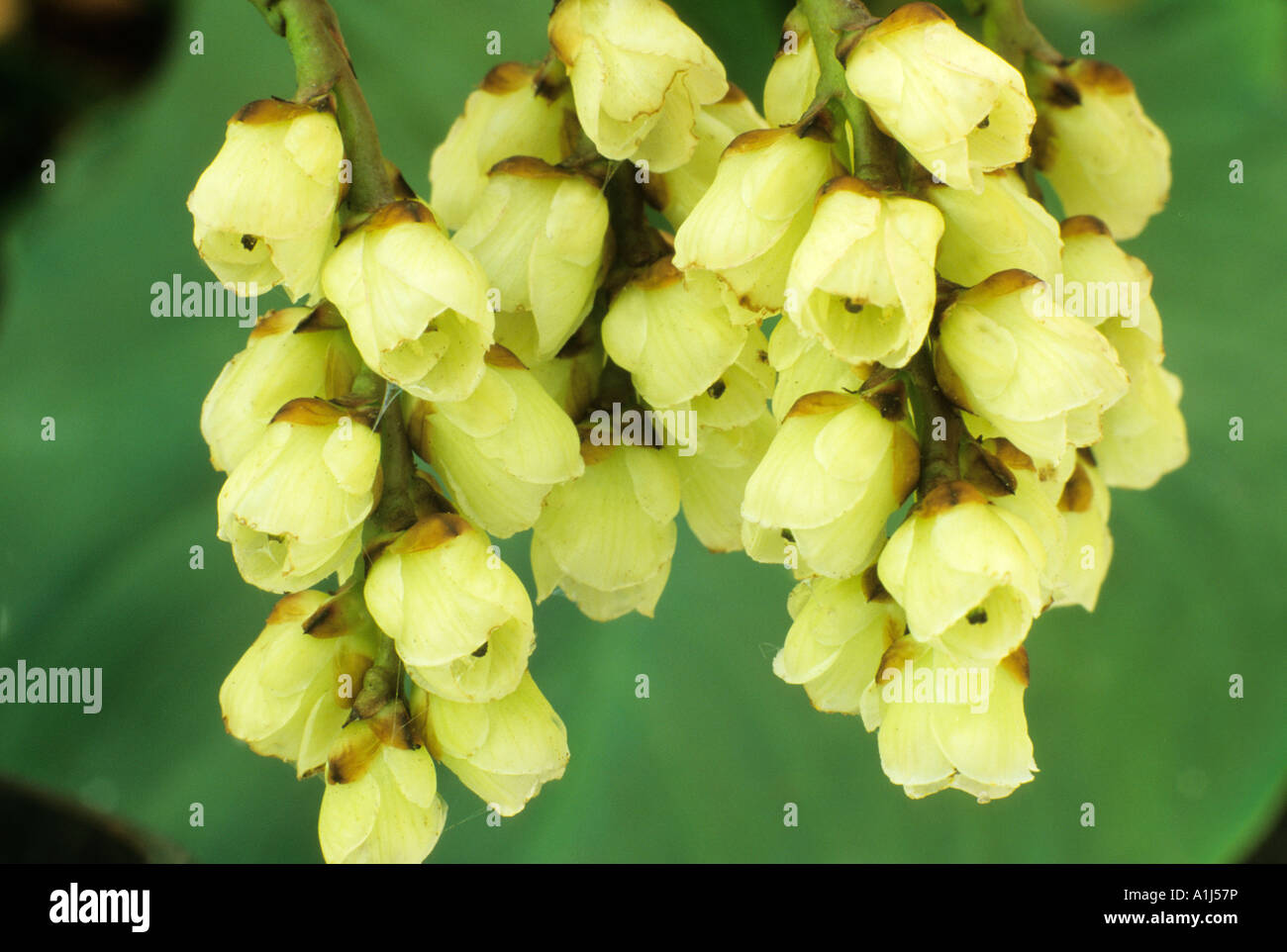 Stachyurus winter hi-res stock photography and images - Alamy