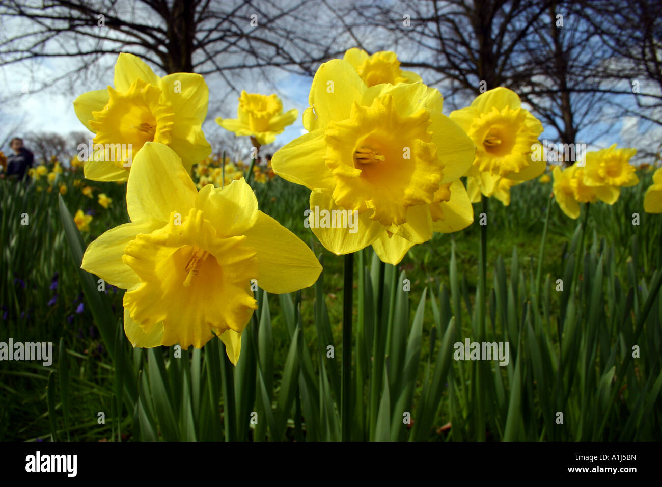 Yellow daffodils in spring Stock Photo - Alamy