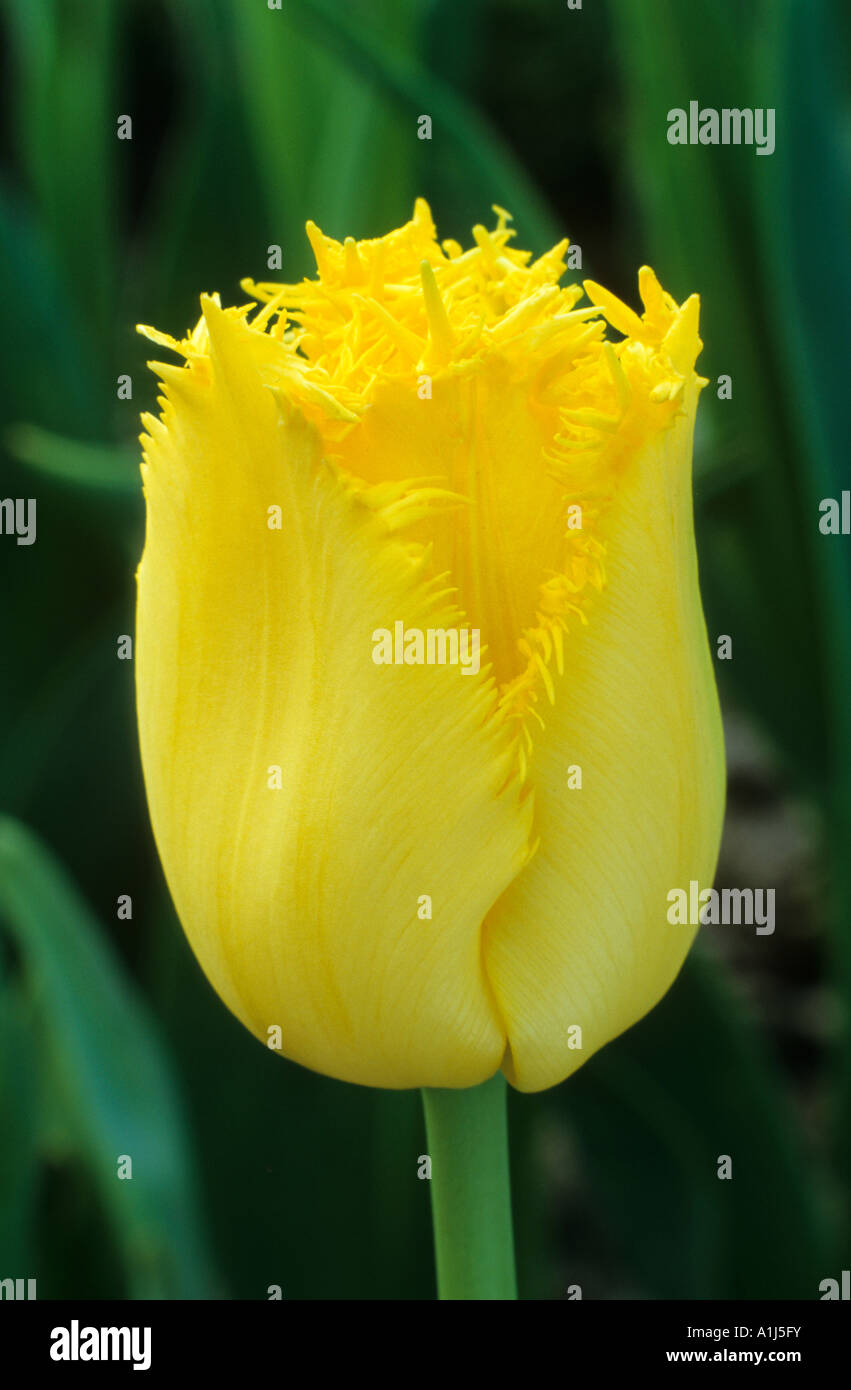 Hamilton tulip hi-res stock photography and images - Alamy