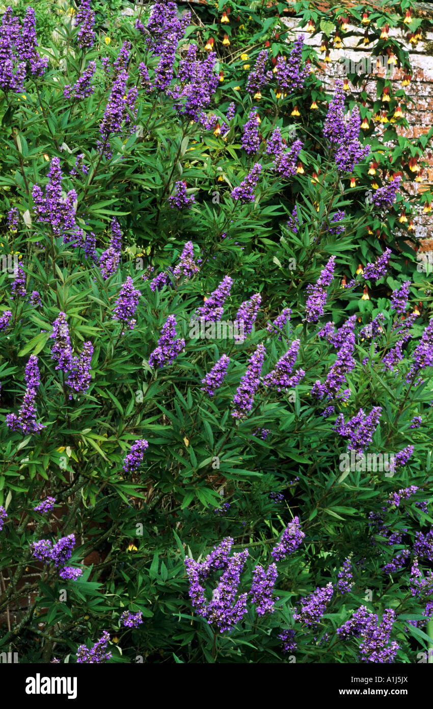 Vitex agnus-castus, whole plant, Chaste tree, violet blue purple ...