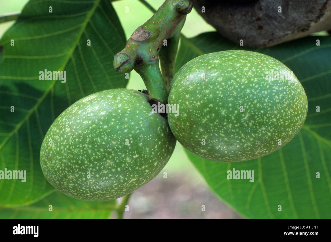 Walnuts growing on stem hi-res stock photography and images - Alamy