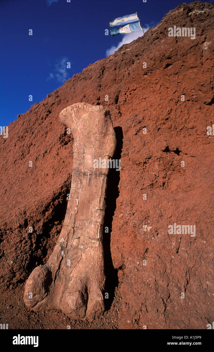 Dinosaur Huge Femur Bone in Palaeontologist Excavation in Patagonia ...