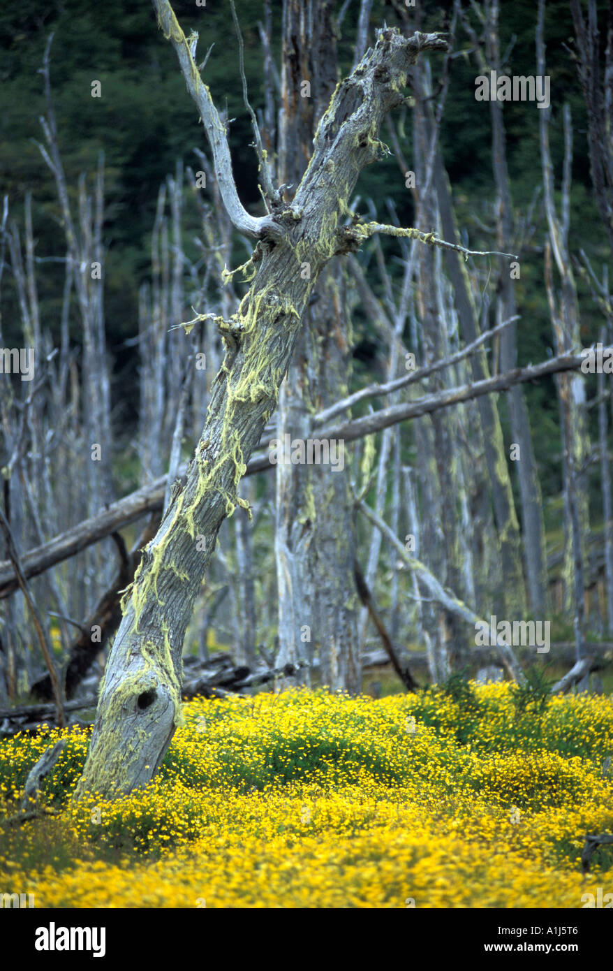 Nothofagus Forest in Tierra del Fuego, Argentina Stock Photo - Alamy