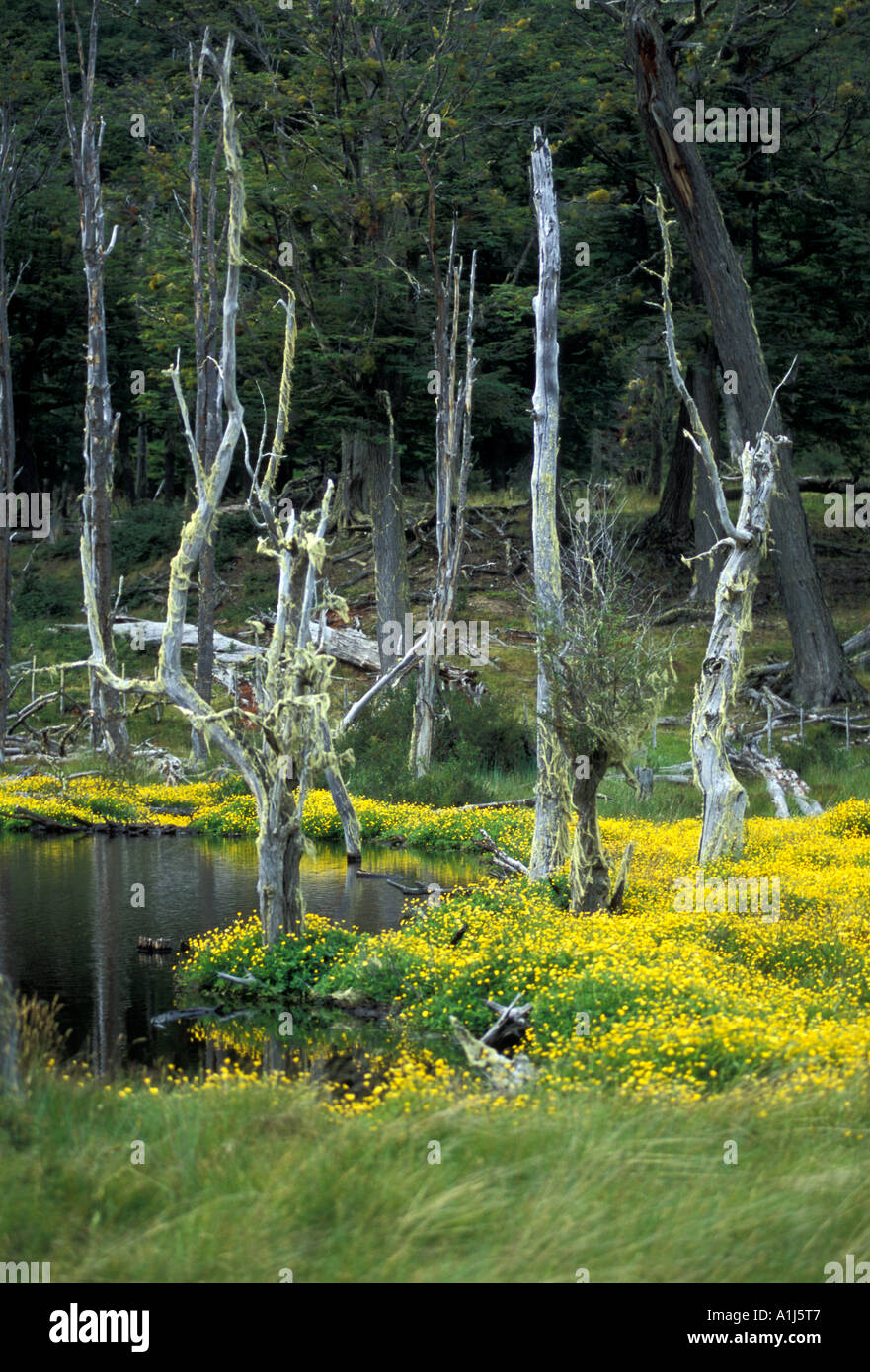Nothofagus Forest in Tierra del Fuego, Argentina Stock Photo - Alamy