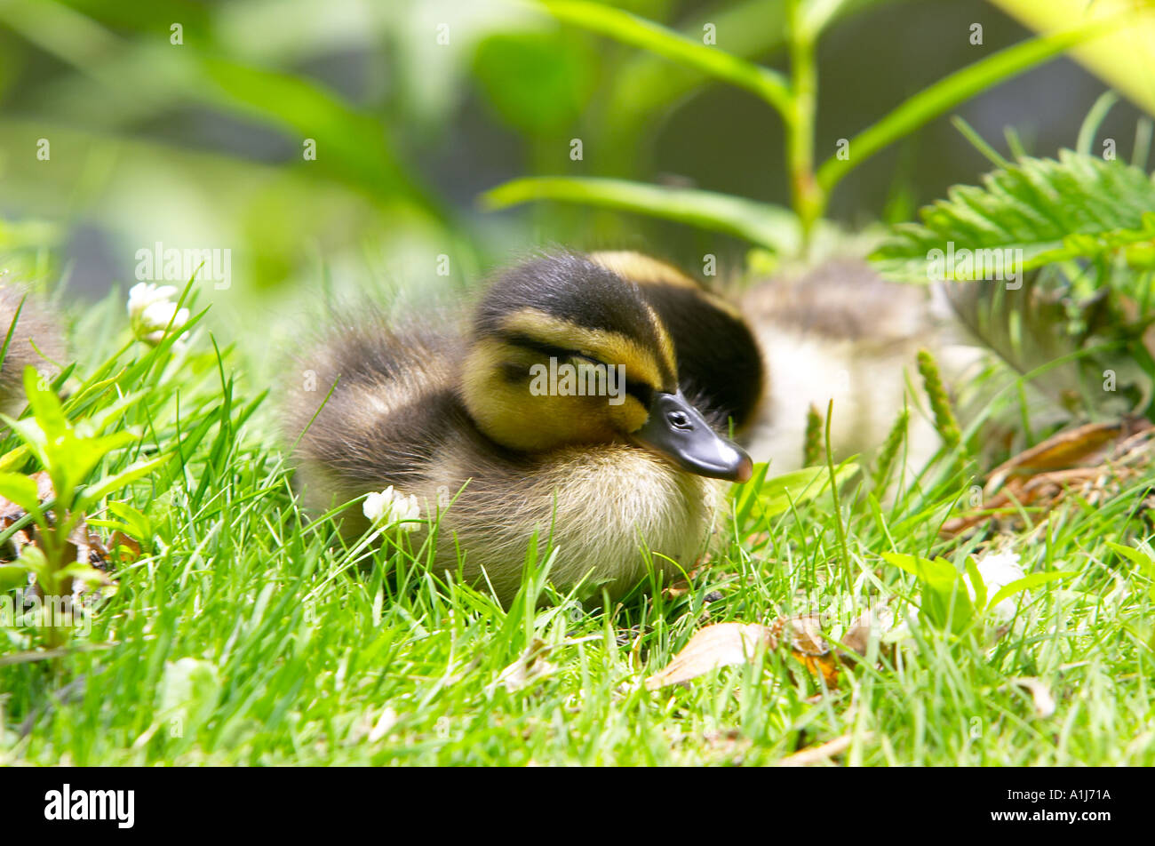 Sleeping duckling hi-res stock photography and images - Alamy