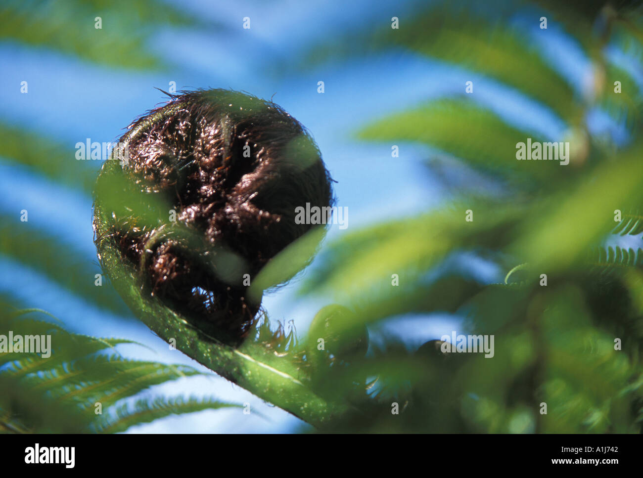 Silver fern plant hi-res stock photography and images - Alamy