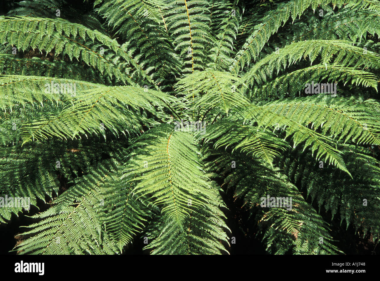 Silver fern plant hi-res stock photography and images - Alamy