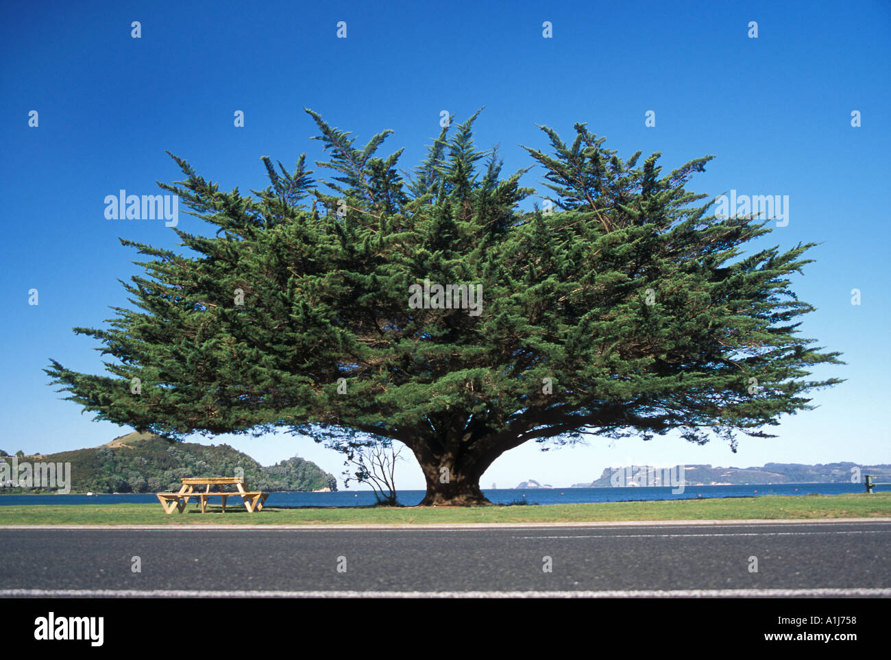 Tree Coromandel Penninsula New Zealand Stock Photo - Alamy