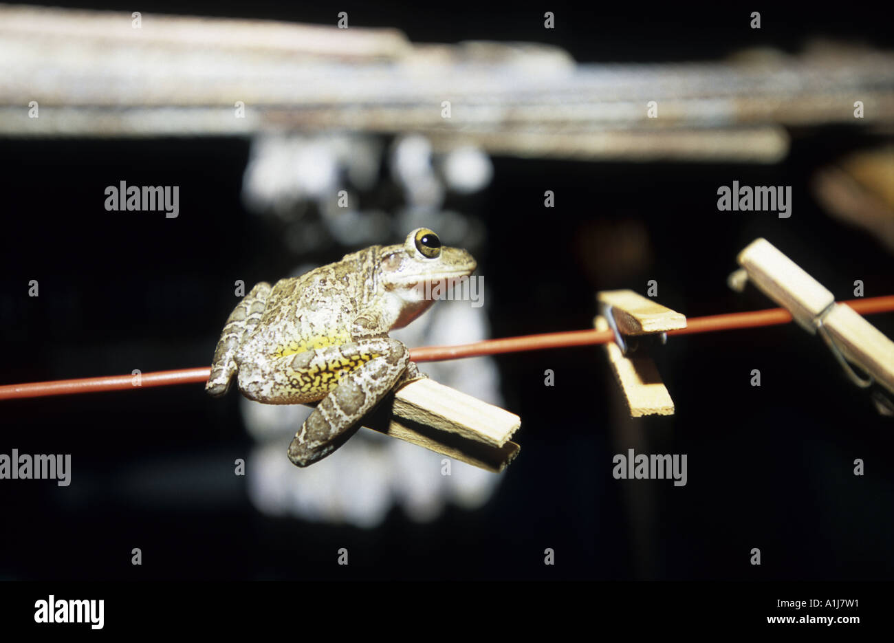 Frog on a wash-line with pinchers Stock Photo - Alamy
