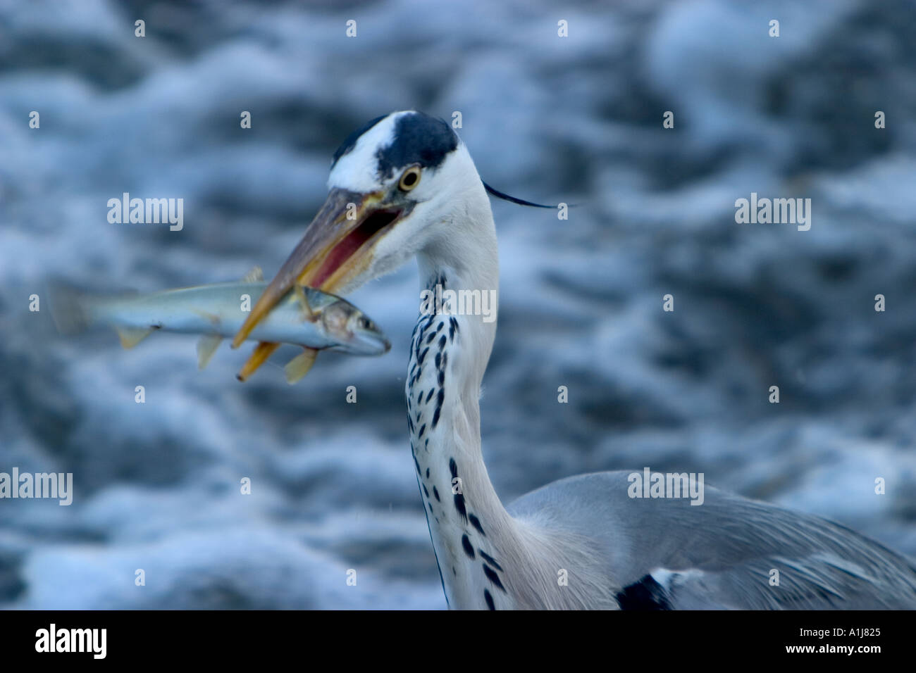Crane Eating Fish in Kamo River Kyoto Japan Stock Photo - Alamy