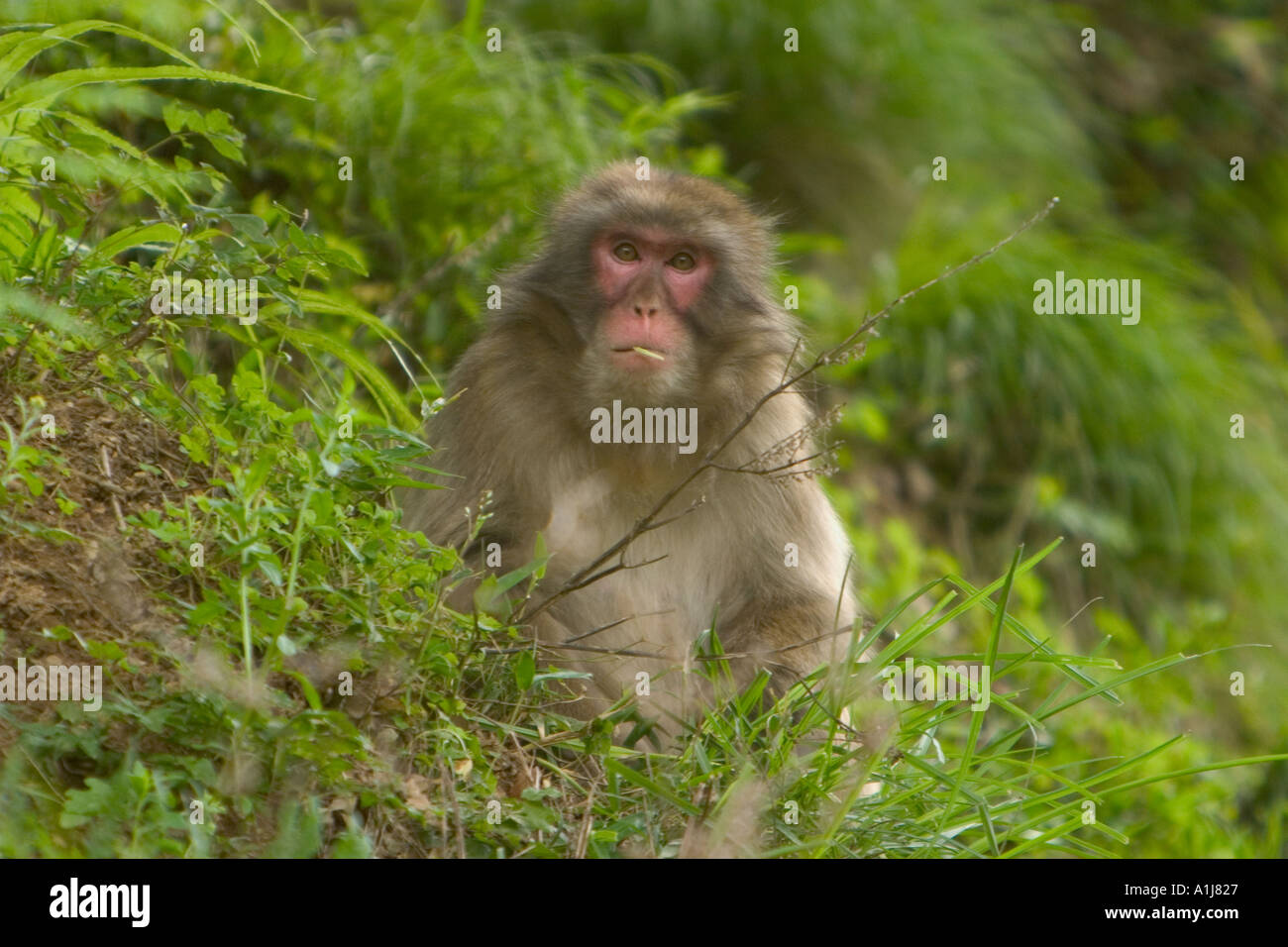 Kyoto monkey hi-res stock photography and images - Alamy