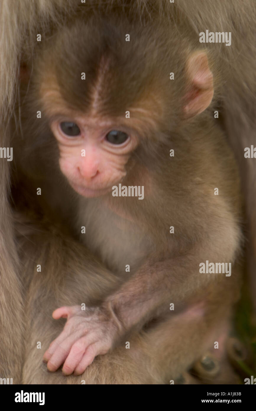 Baby Monkeys Dressed Up