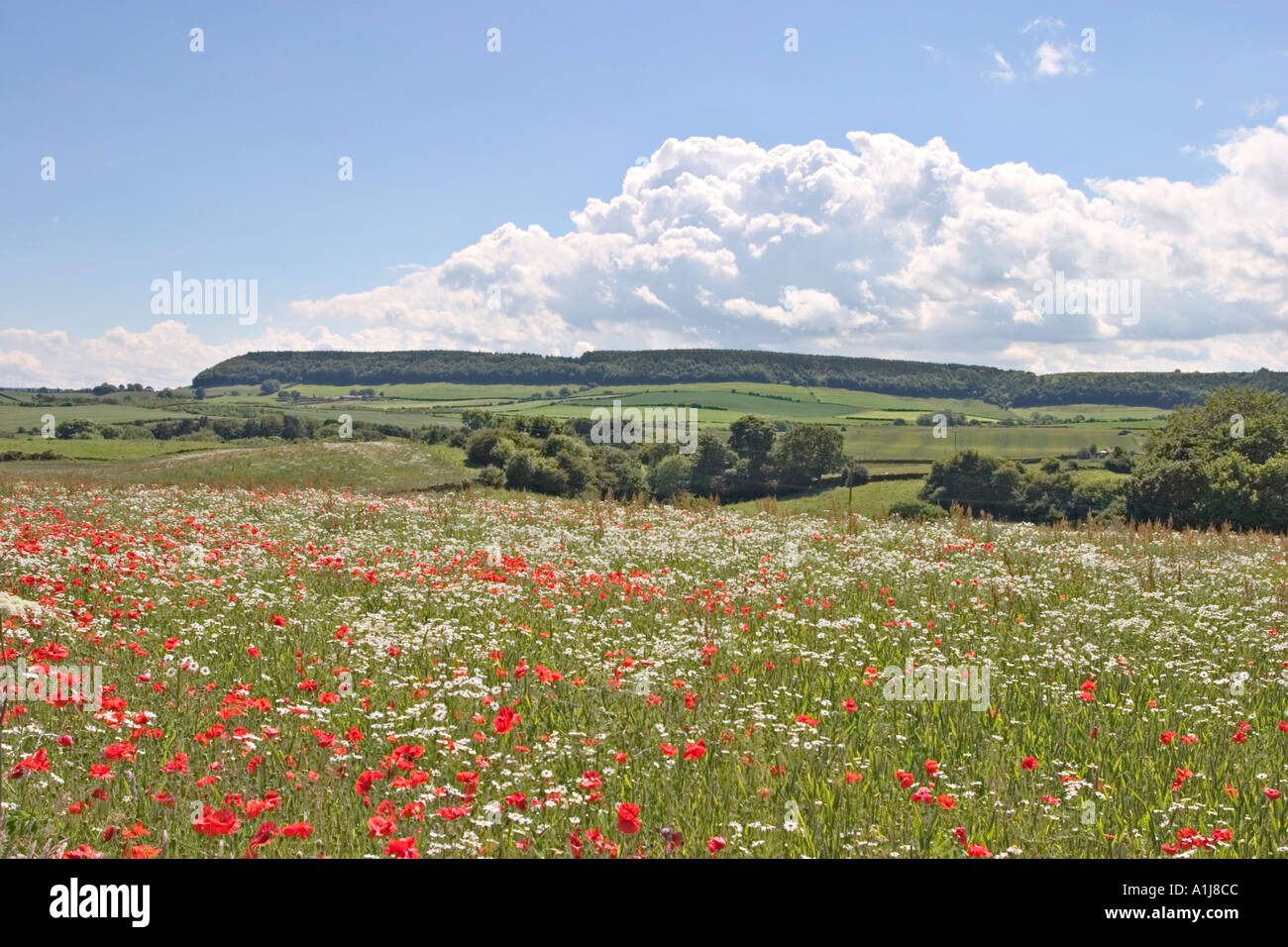 Setaside Stock Photos & Setaside Stock Images - Alamy