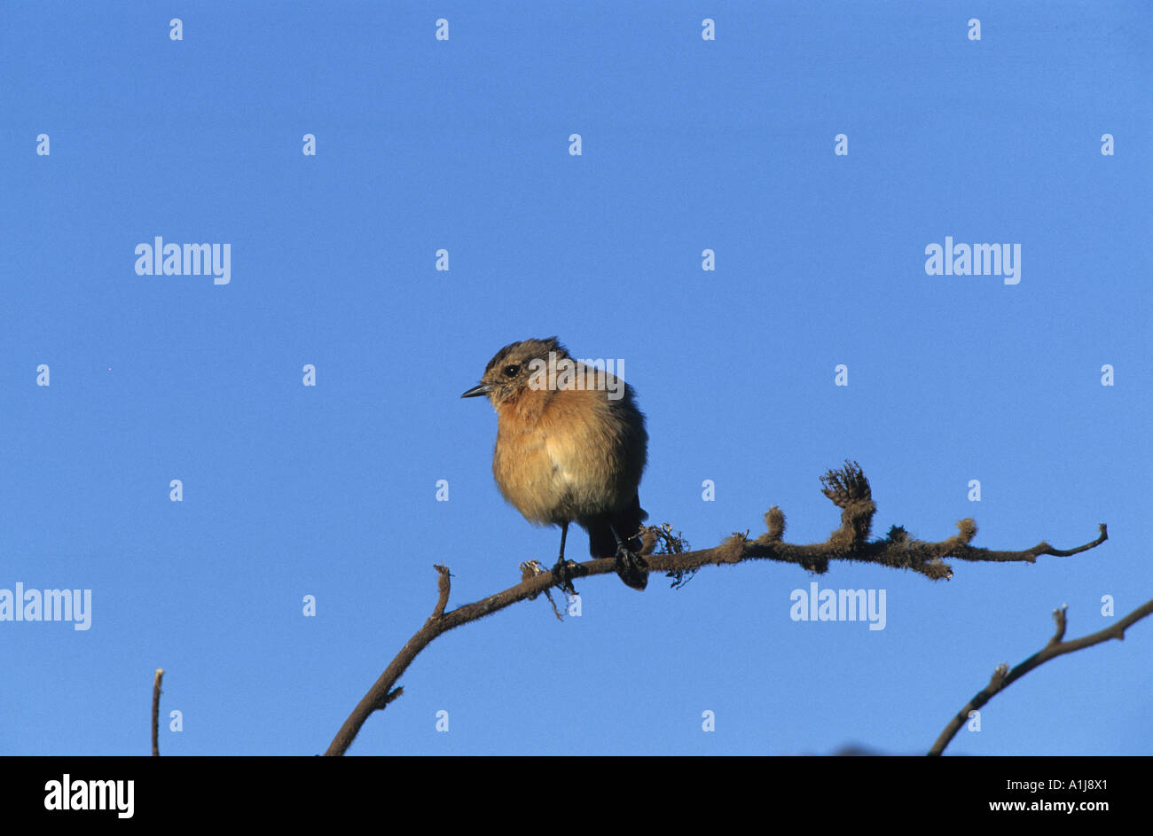 Equatorial Akalat Sheppardia aequatorialis East Africa Stock Photo - Alamy